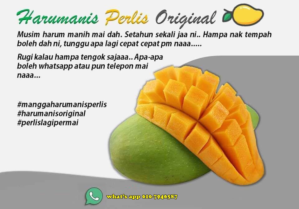 KENALI MANGGA HARUMMANIS PERLIS - Harummanis Perlis