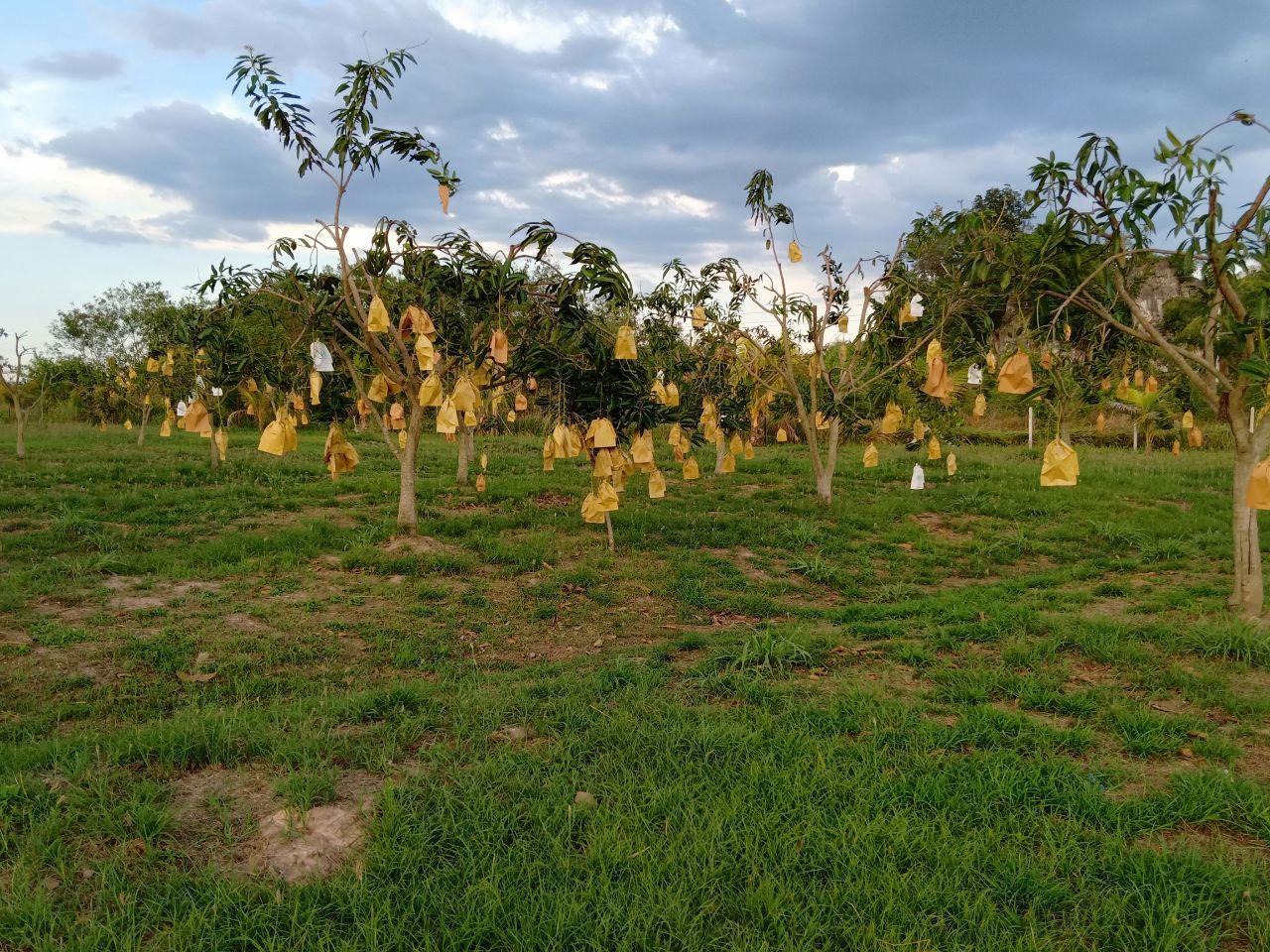 Harumanis Panggas Agrofarm - Harummanis Perlis